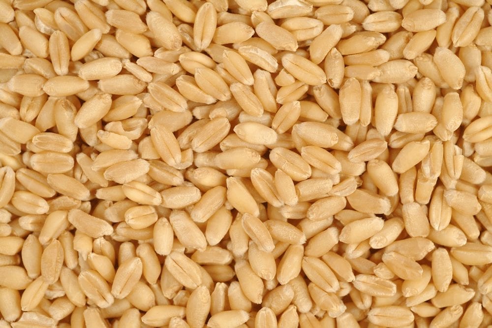 Wheat Seeds For Farming