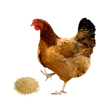 Chicken Gif
